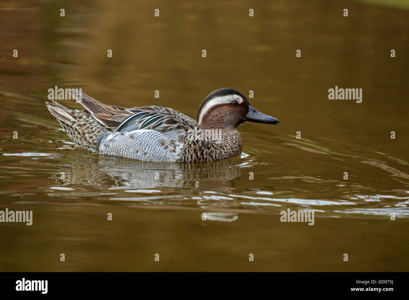 Garganey breeding plumage hi-res stock photography and images - Alamy