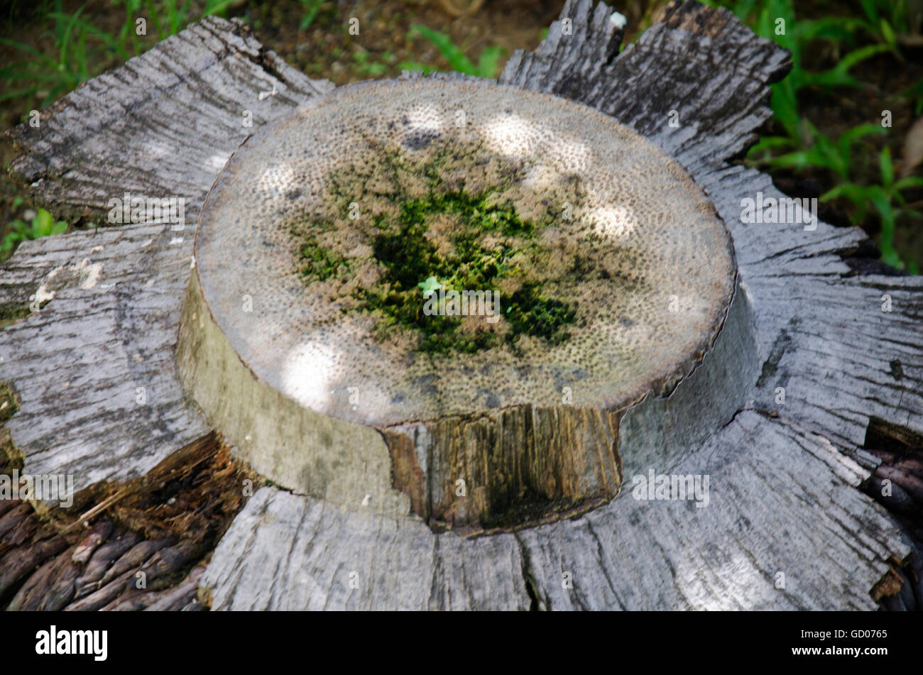 Old palm tree stump in the garden Stock Photo - Alamy