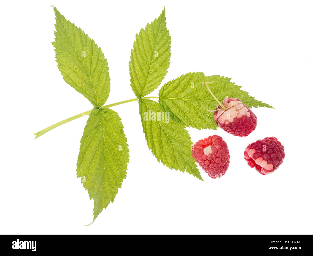 White drupelet syndrome, disorder on raspberry. Garden problem ...
