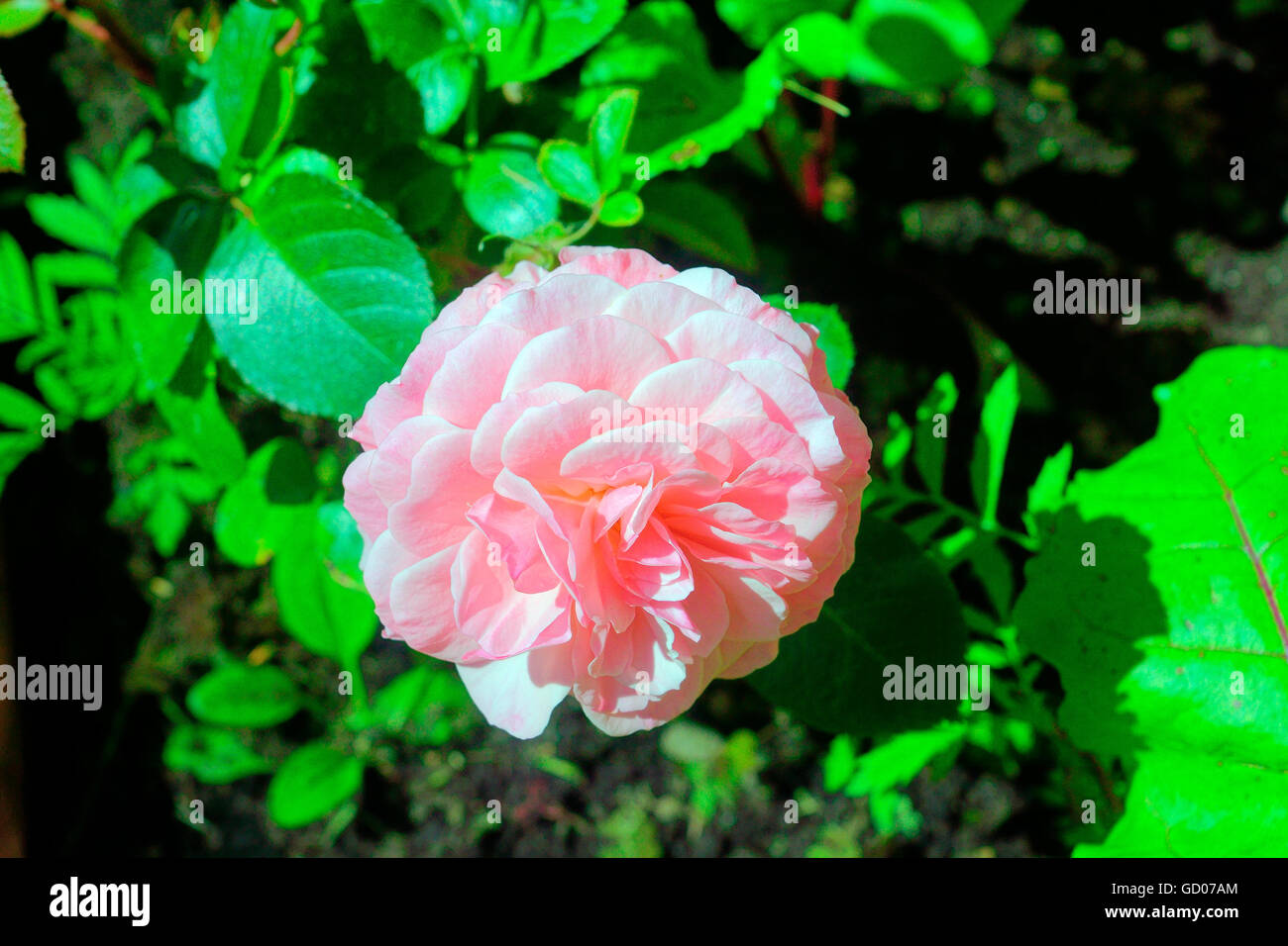 PINK ROSE WITH BEETROOT LEAF IN SHOT Stock Photo - Alamy