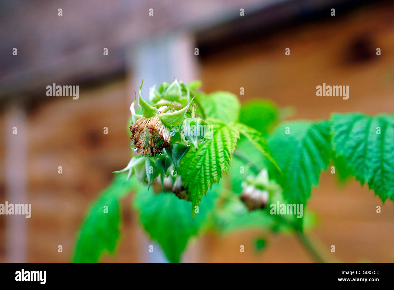 Raspberry ripple flower hi-res stock photography and images - Alamy