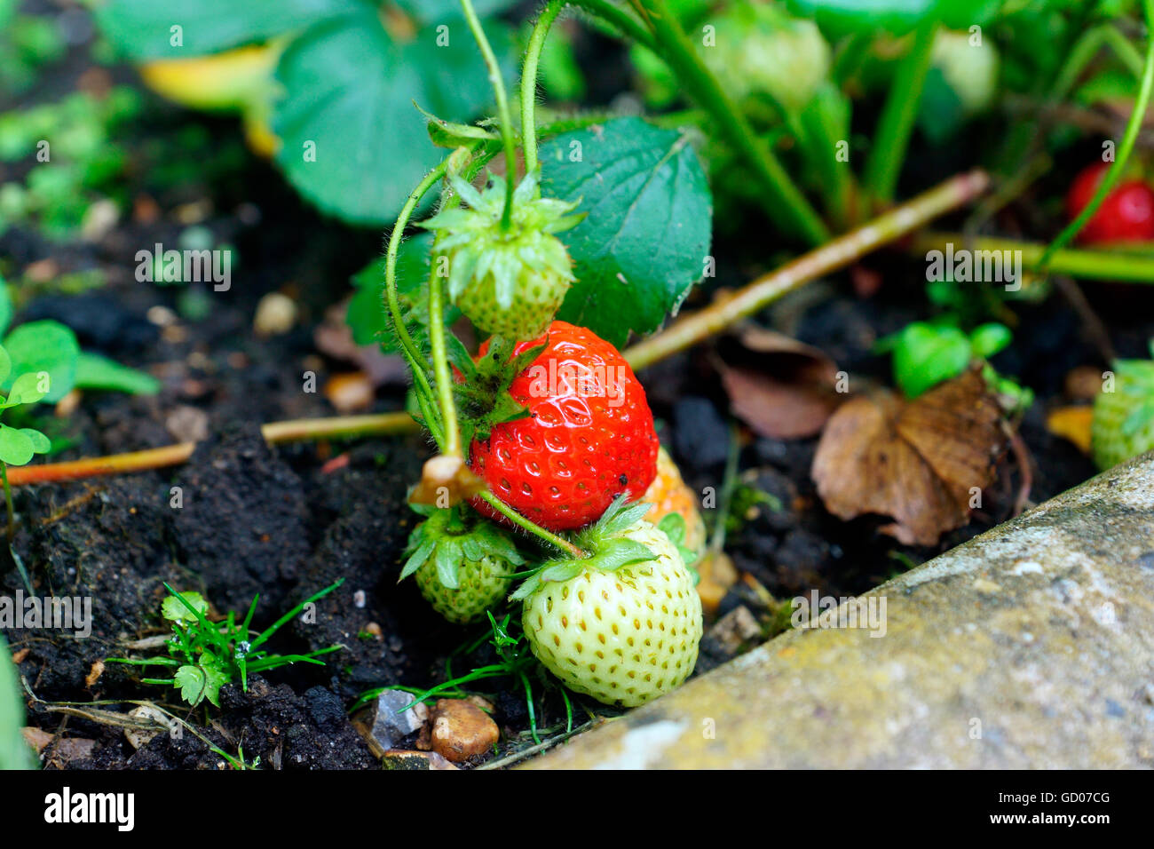 STRAWBERRIES ONE RIPE WITH UNRIPE Stock Photo - Alamy