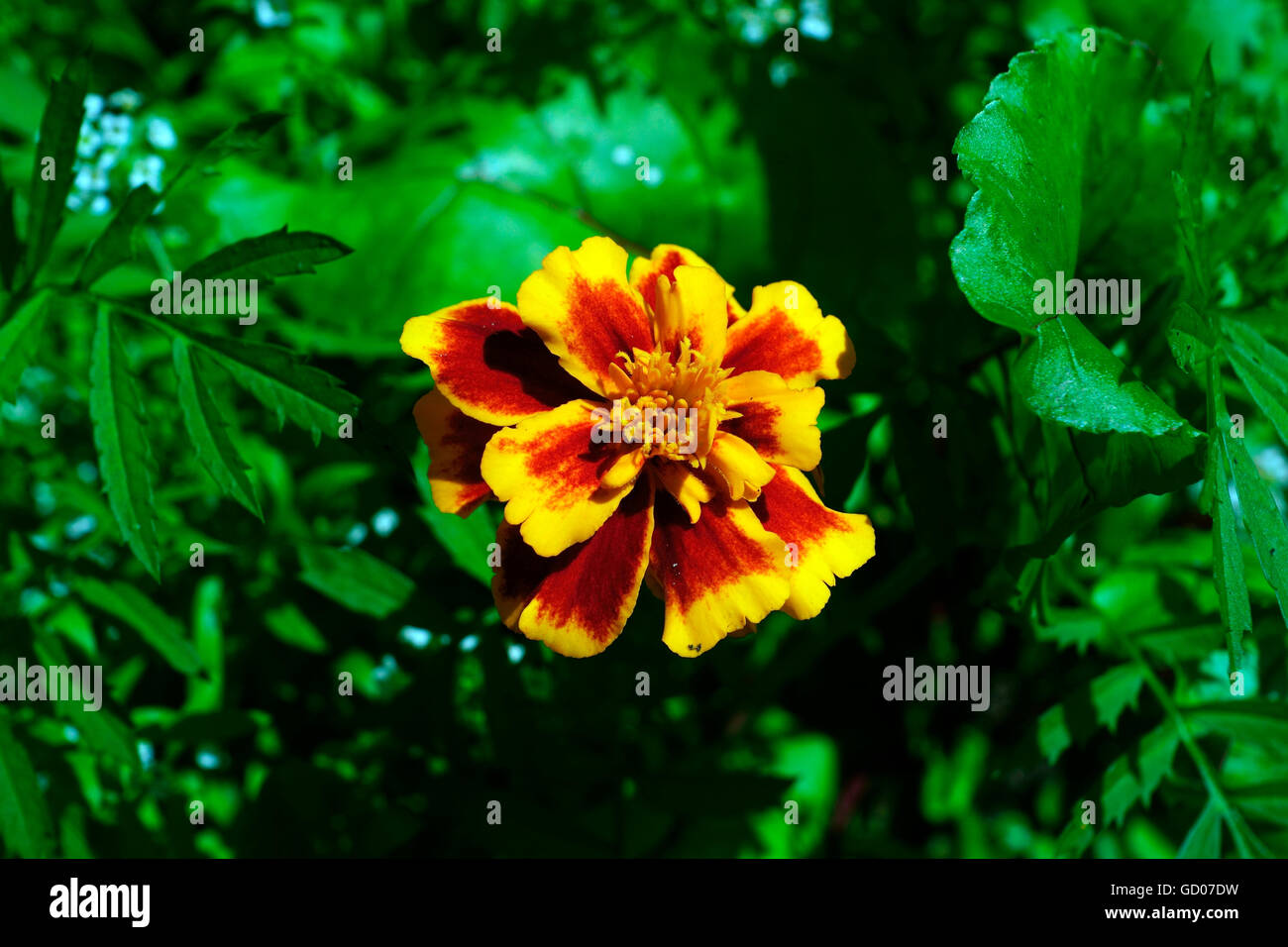 SINGLE MARIGOLD BLOOMING IN THE SUN Stock Photo - Alamy