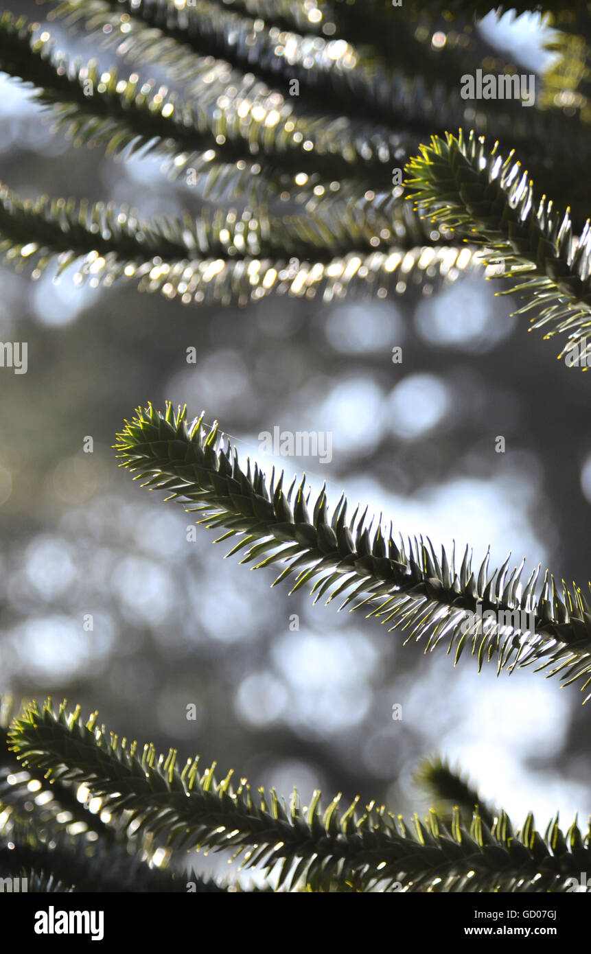 Monkey puzzle branch hi-res stock photography and images - Alamy