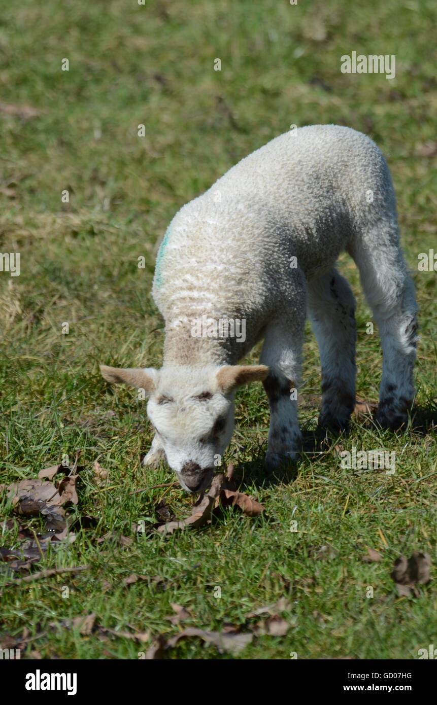 Spring lamb britain hi-res stock photography and images - Alamy