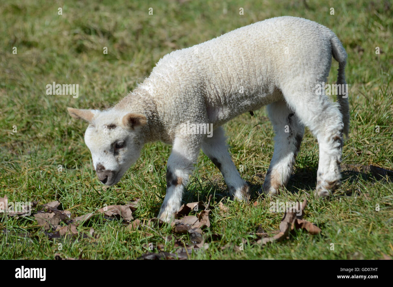 Newly born lamb hi-res stock photography and images - Alamy