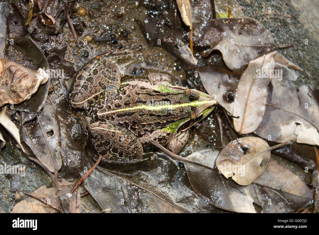 Indian common toad hi-res stock photography and images - Alamy