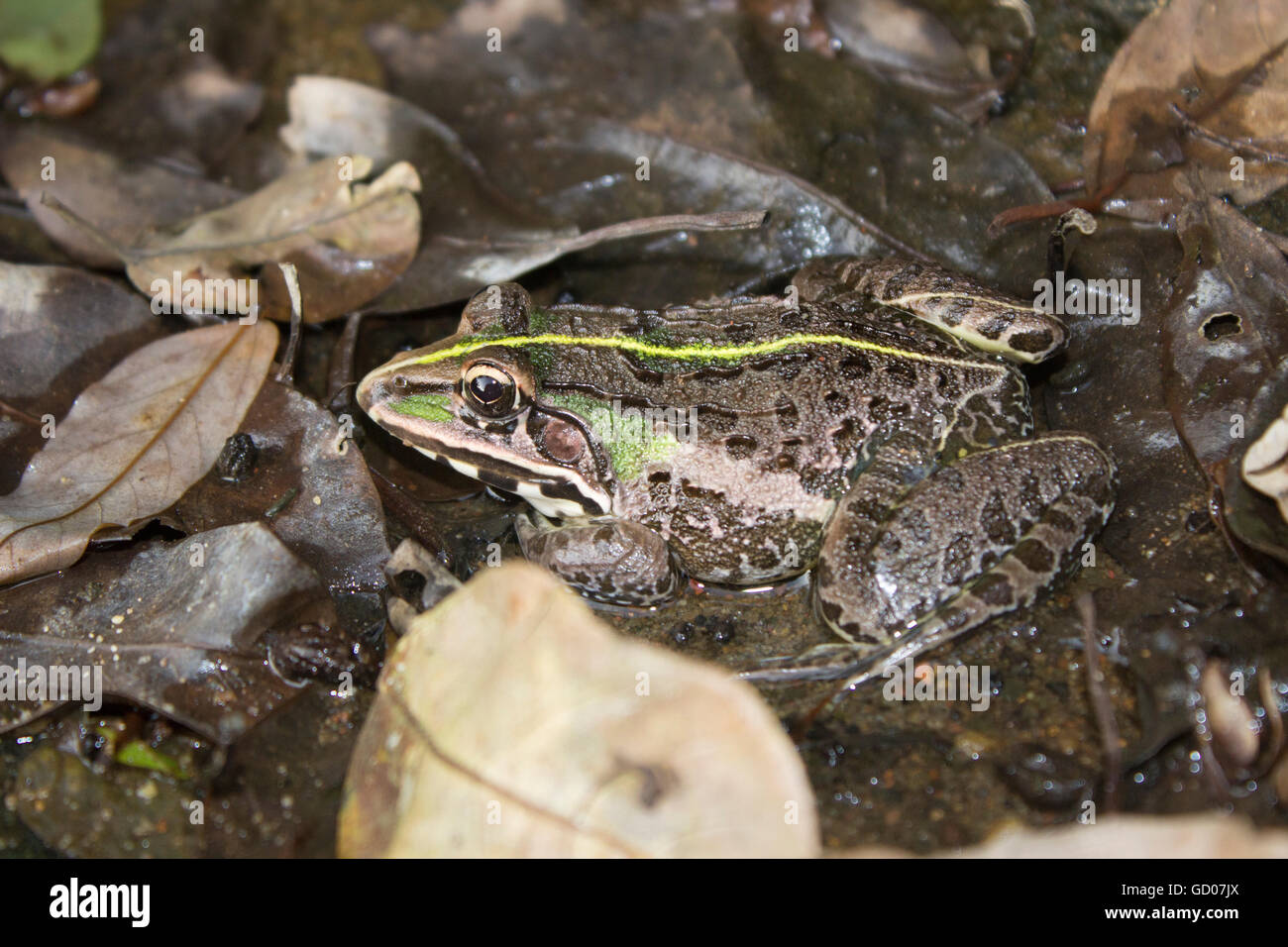 Indian common toad resting in a small portion of water Stock Photo - Alamy