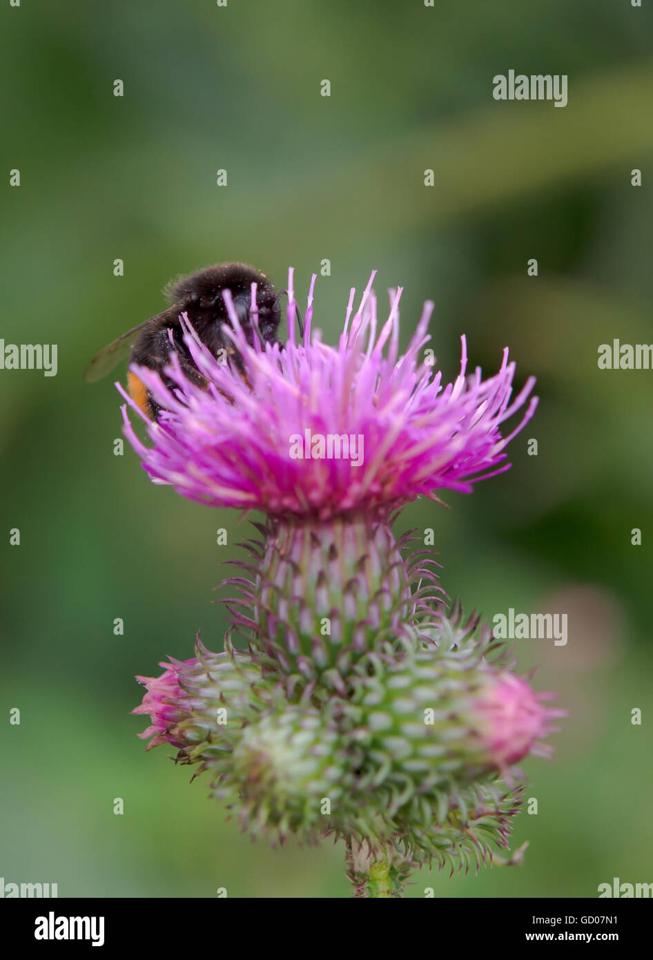 Finding insects hi-res stock photography and images - Alamy