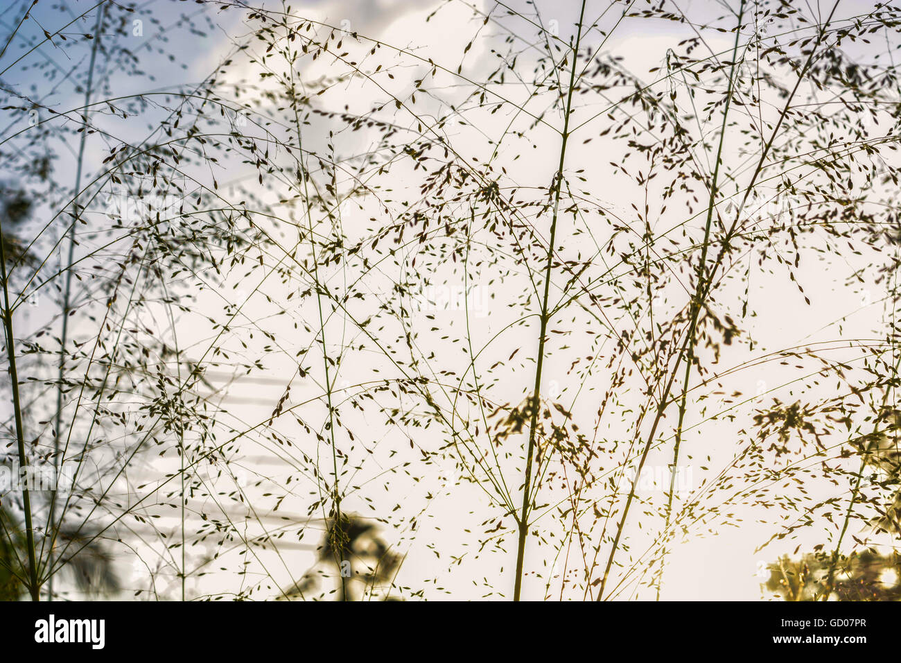 Random plants hi-res stock photography and images - Alamy