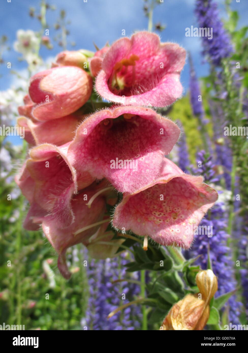Blue foxglove hi-res stock photography and images - Alamy