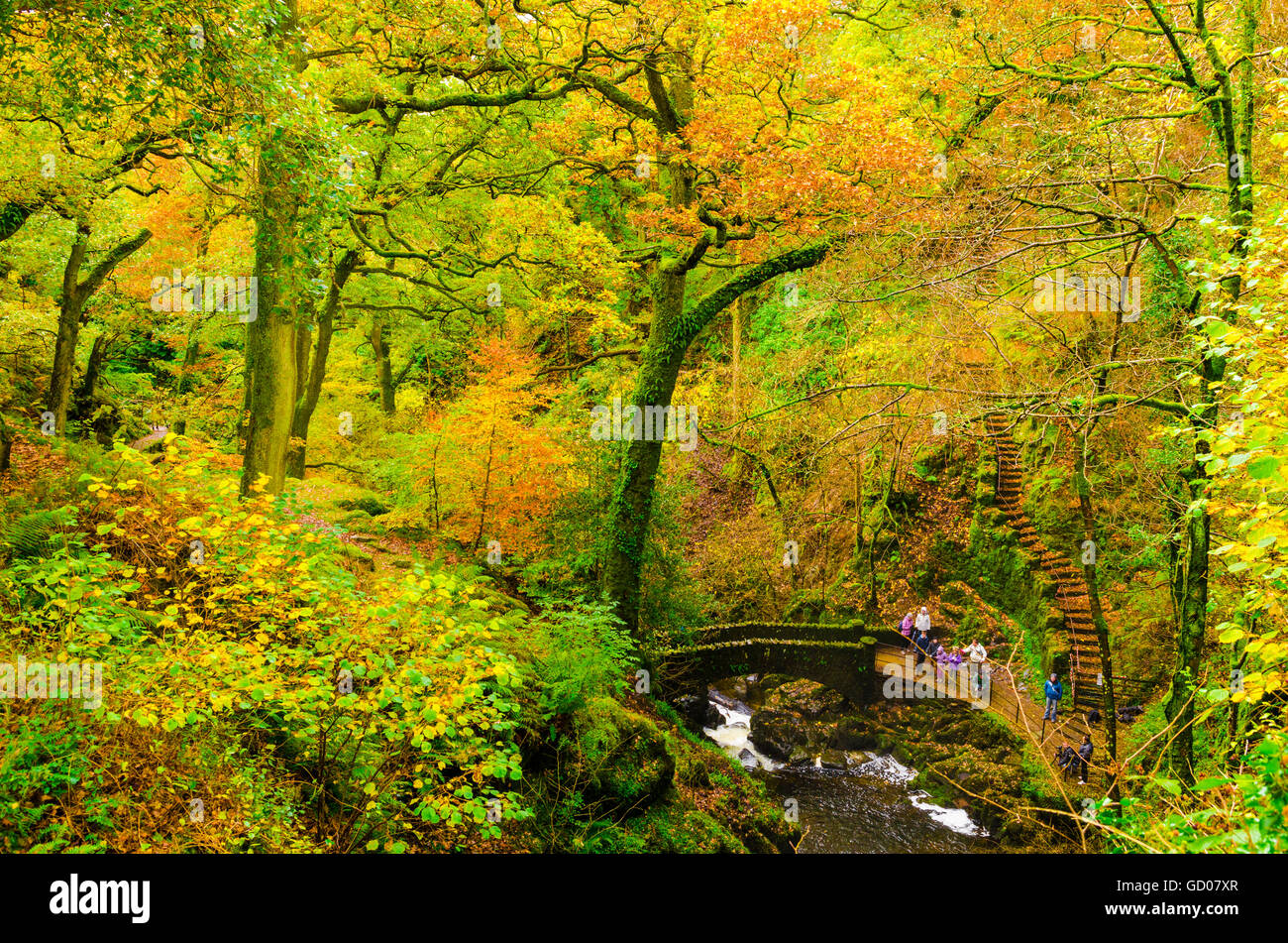 Top view wood lake bridge hi-res stock photography and images - Alamy