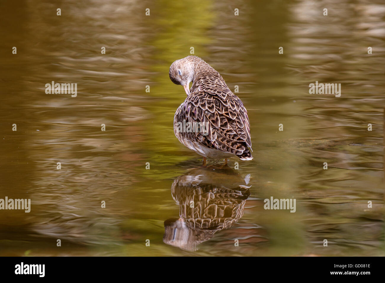 Female ruff reeve philomachus pugnax hi-res stock photography and ...