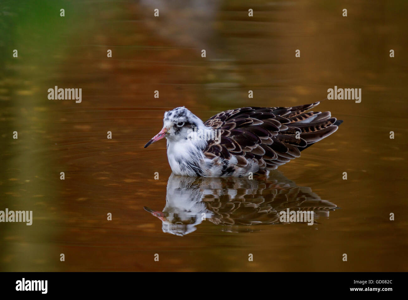 Male ruff in breeding plumage hi-res stock photography and images - Alamy
