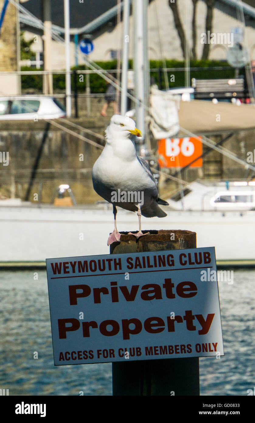 Weymouth Sailing Club Stock Photo - Alamy