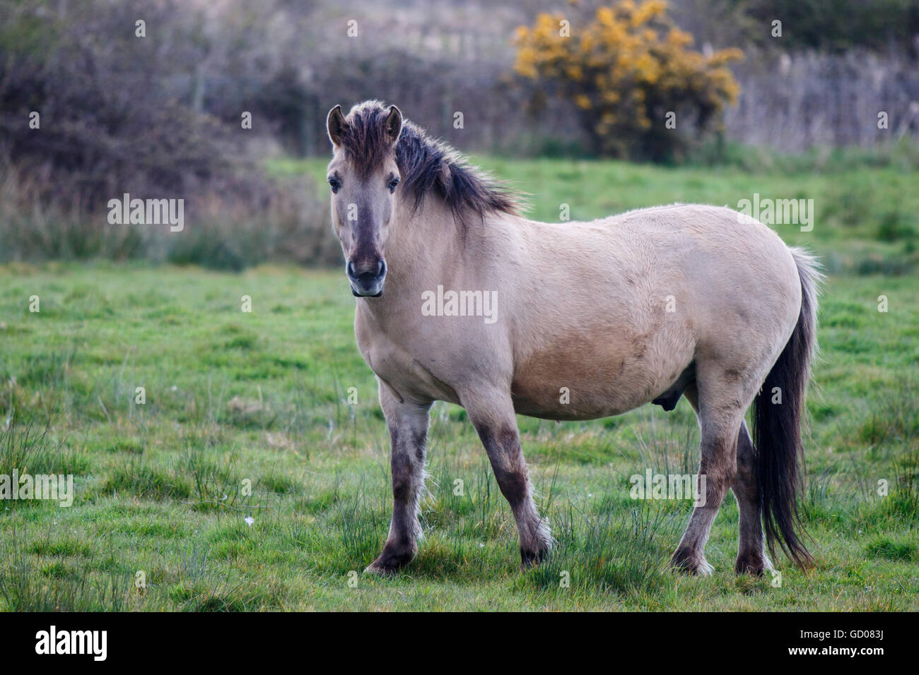 Konik pony hi-res stock photography and images - Alamy
