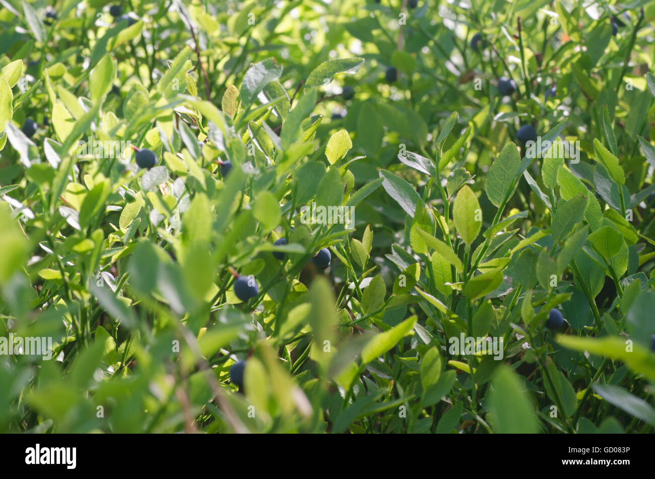 wild blue berries in forest Stock Photo - Alamy