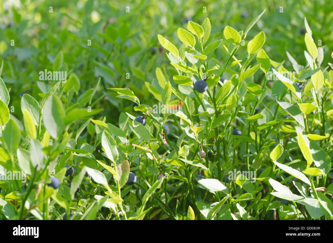 wild blue berries in forest Stock Photo - Alamy