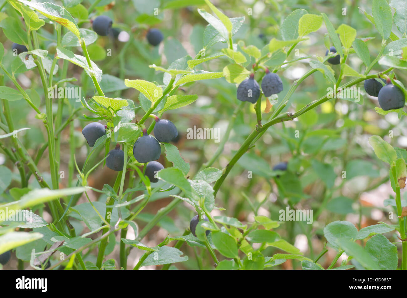 Wild forest blueberry in hi-res stock photography and images - Alamy