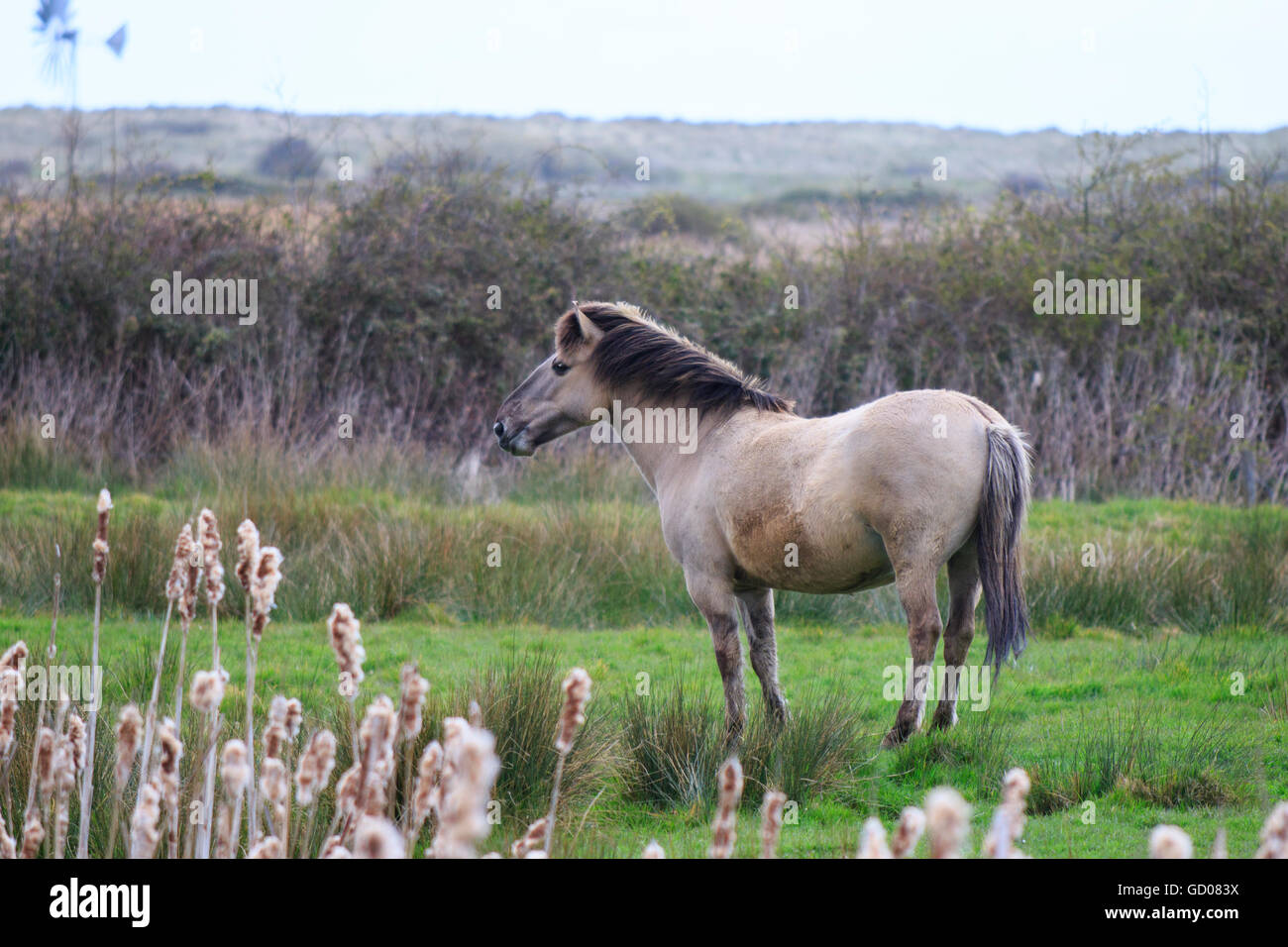 Polish Pony High Resolution Stock Photography and Images - Alamy
