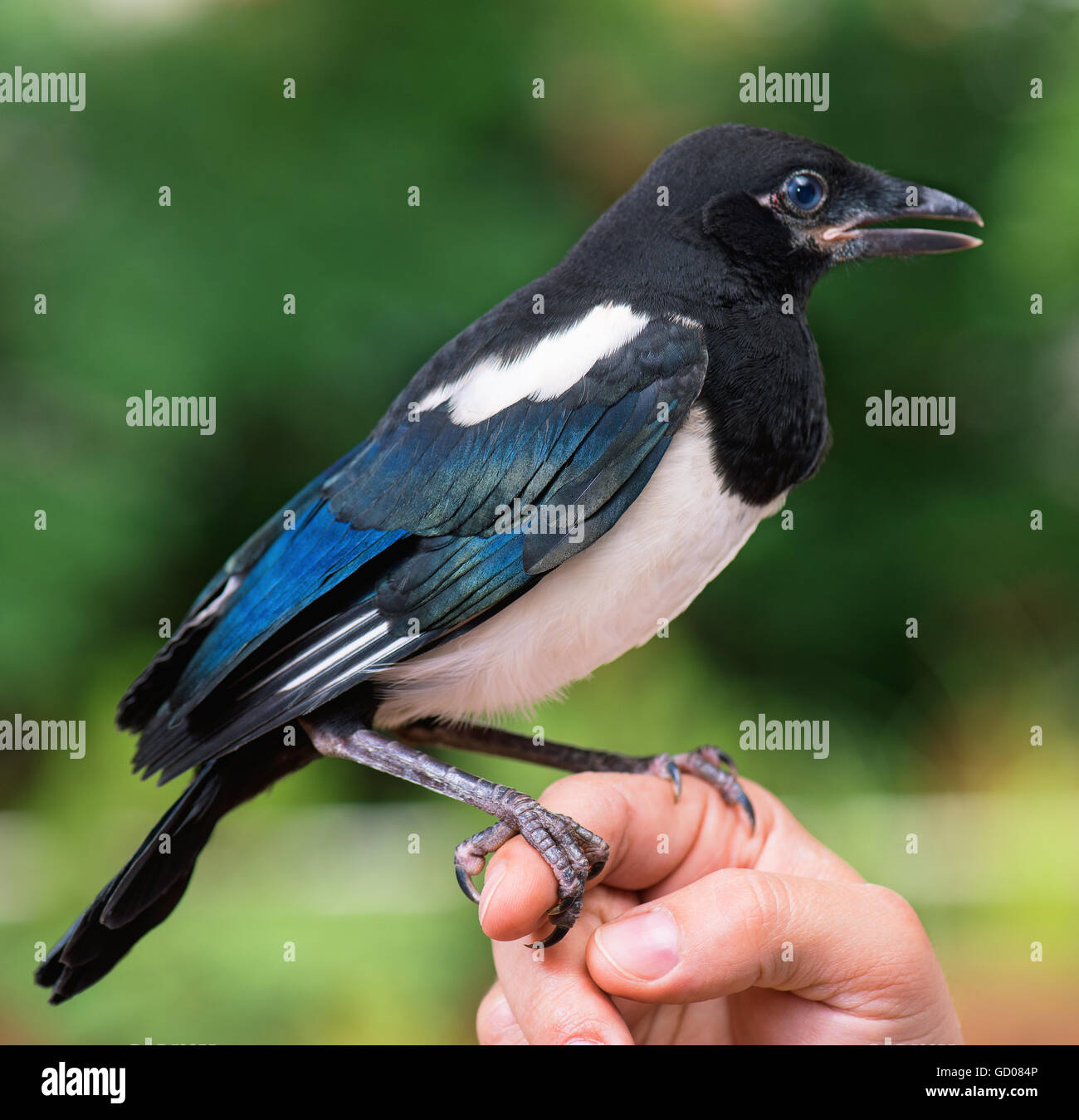 Bird to human hi-res stock photography and images - Alamy
