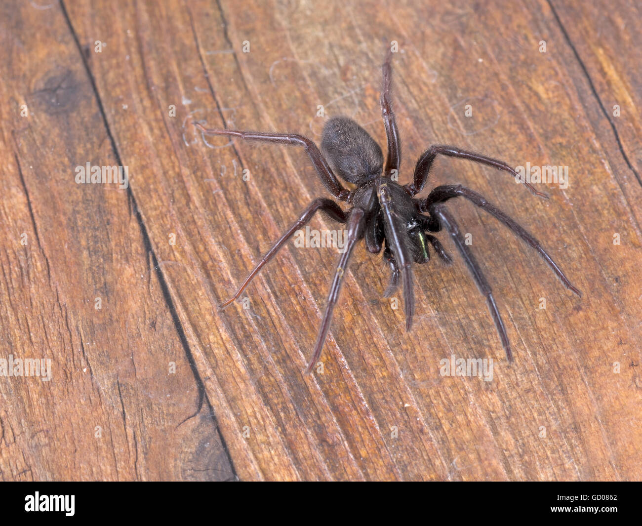 Black Wood Spider
