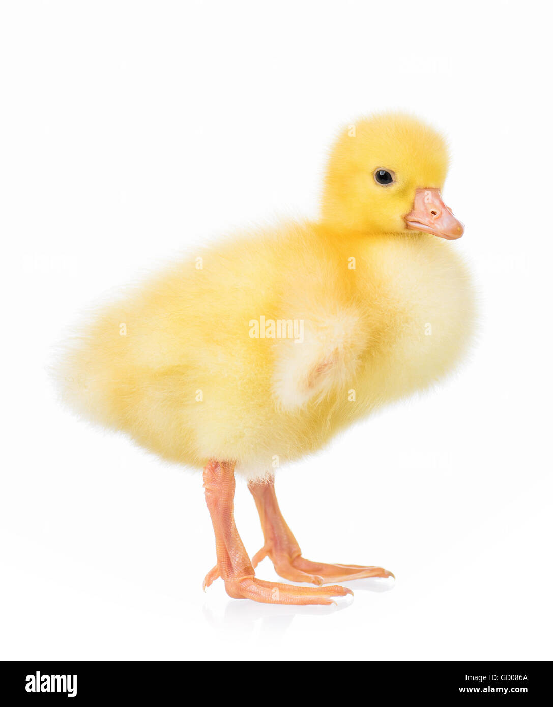 Cute little gosling Stock Photo - Alamy