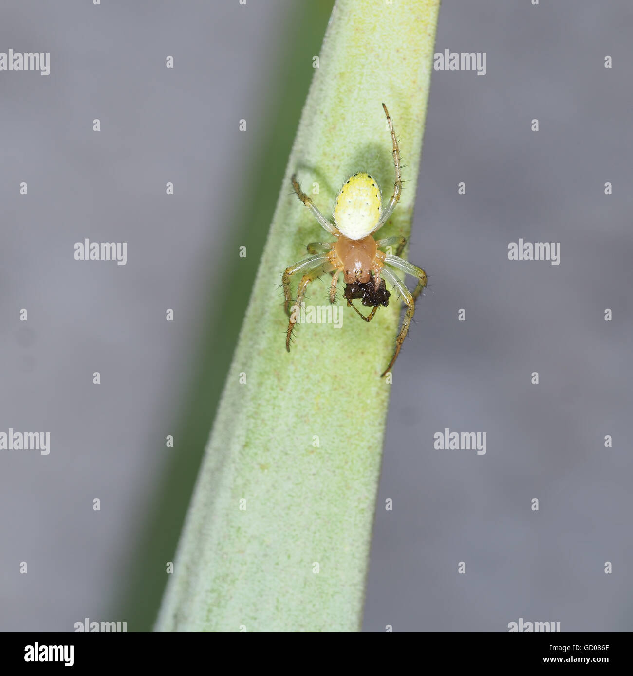 Tiny Spider Closeup High Resolution Stock Photography and Images - Alamy
