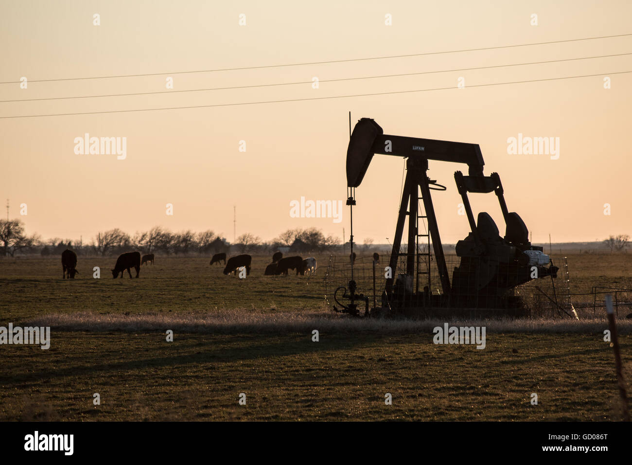 Oil pump at sundown in a field of cows Stock Photo - Alamy