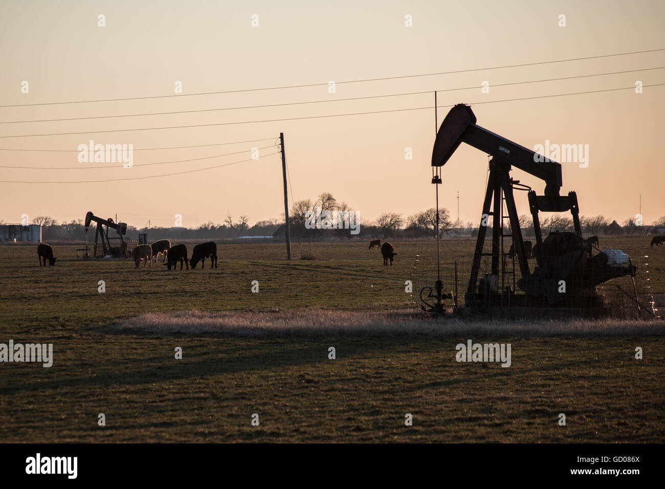 Oil pump at sundown in a field of cows Stock Photo - Alamy