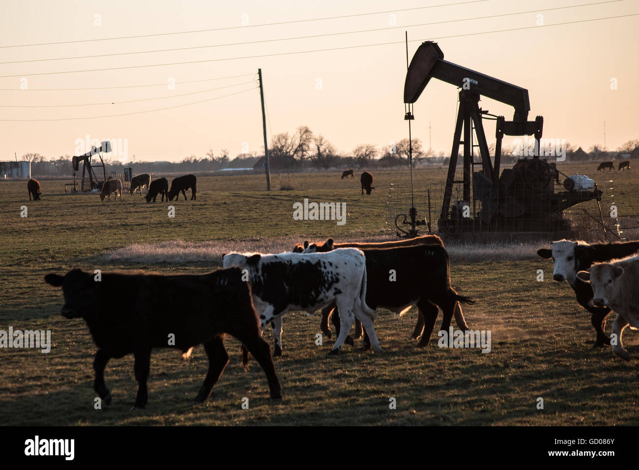 Cows silhouette hi-res stock photography and images - Alamy