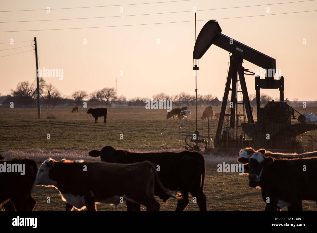 Oil pump at sundown in a field of cows Stock Photo - Alamy