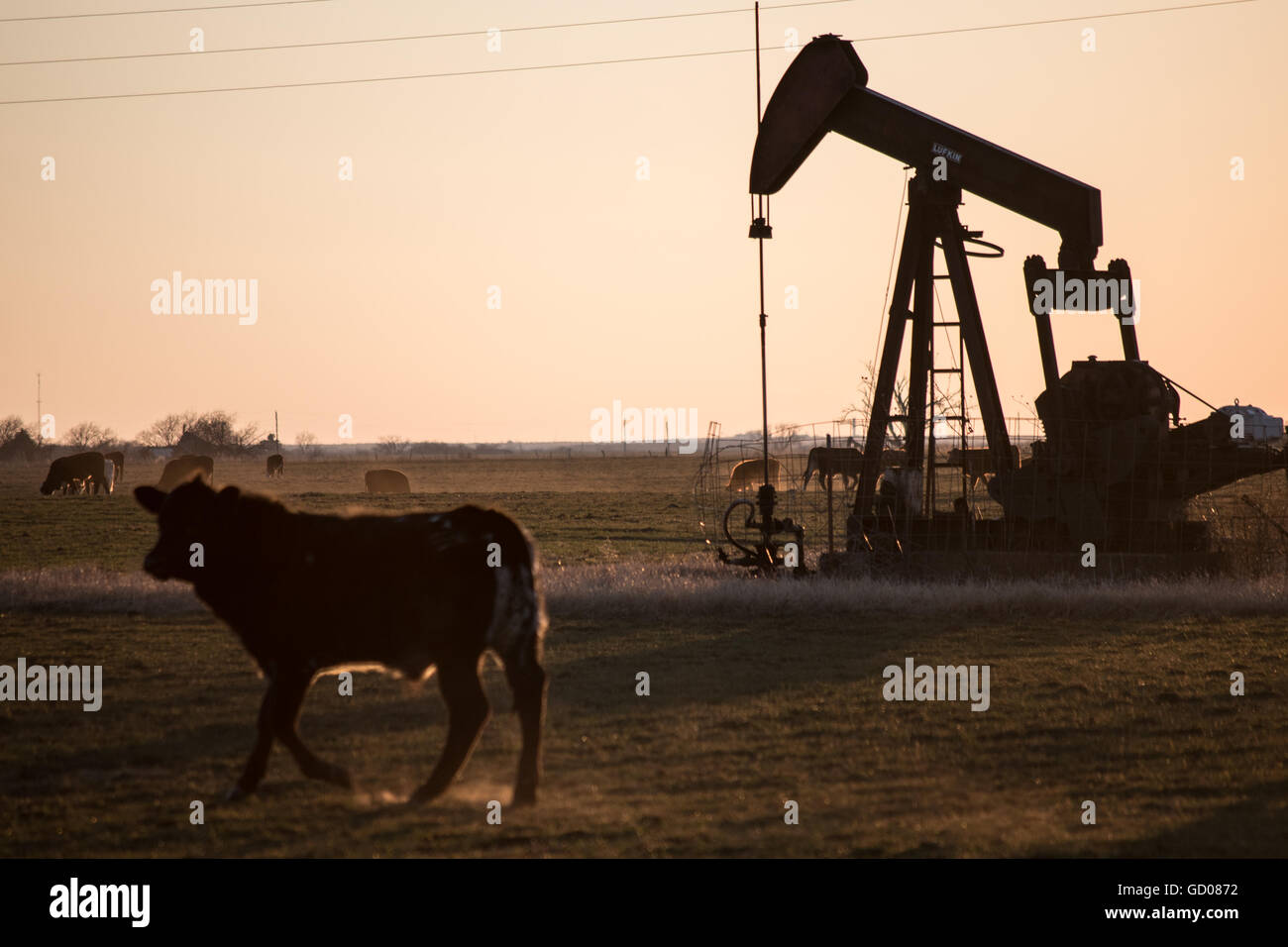 Oil pump at sundown in a field of cows Stock Photo - Alamy