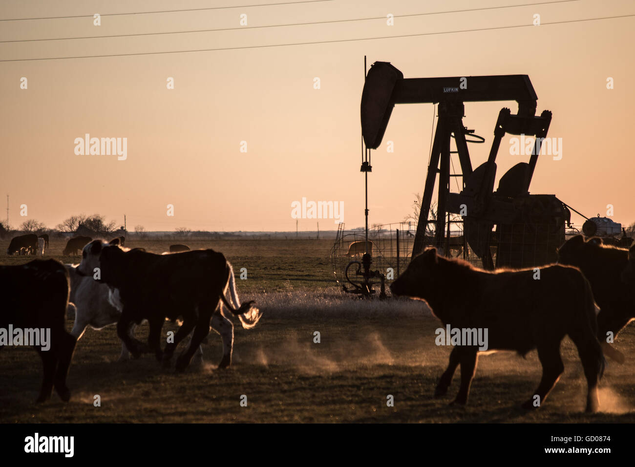 Oil pump at sundown in a field of cows Stock Photo - Alamy
