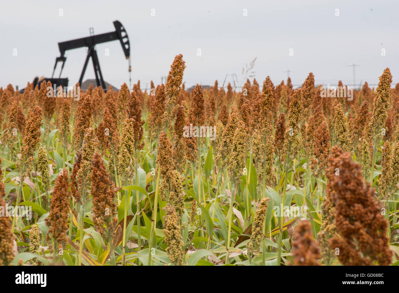 Oil pump in a field of grain sorghum, or milo Stock Photo - Alamy