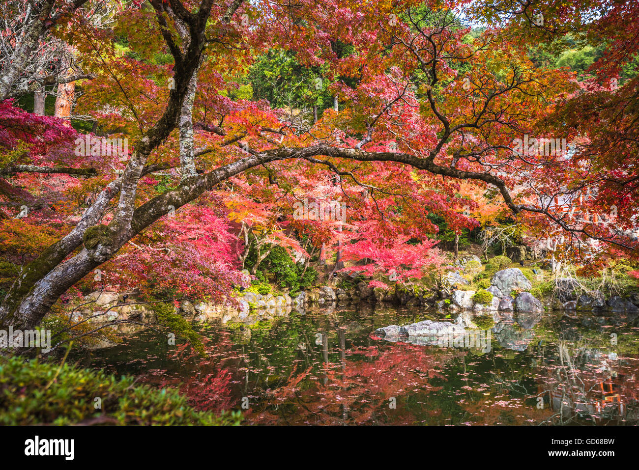multi color trees in the autunm forest Stock Photo - Alamy