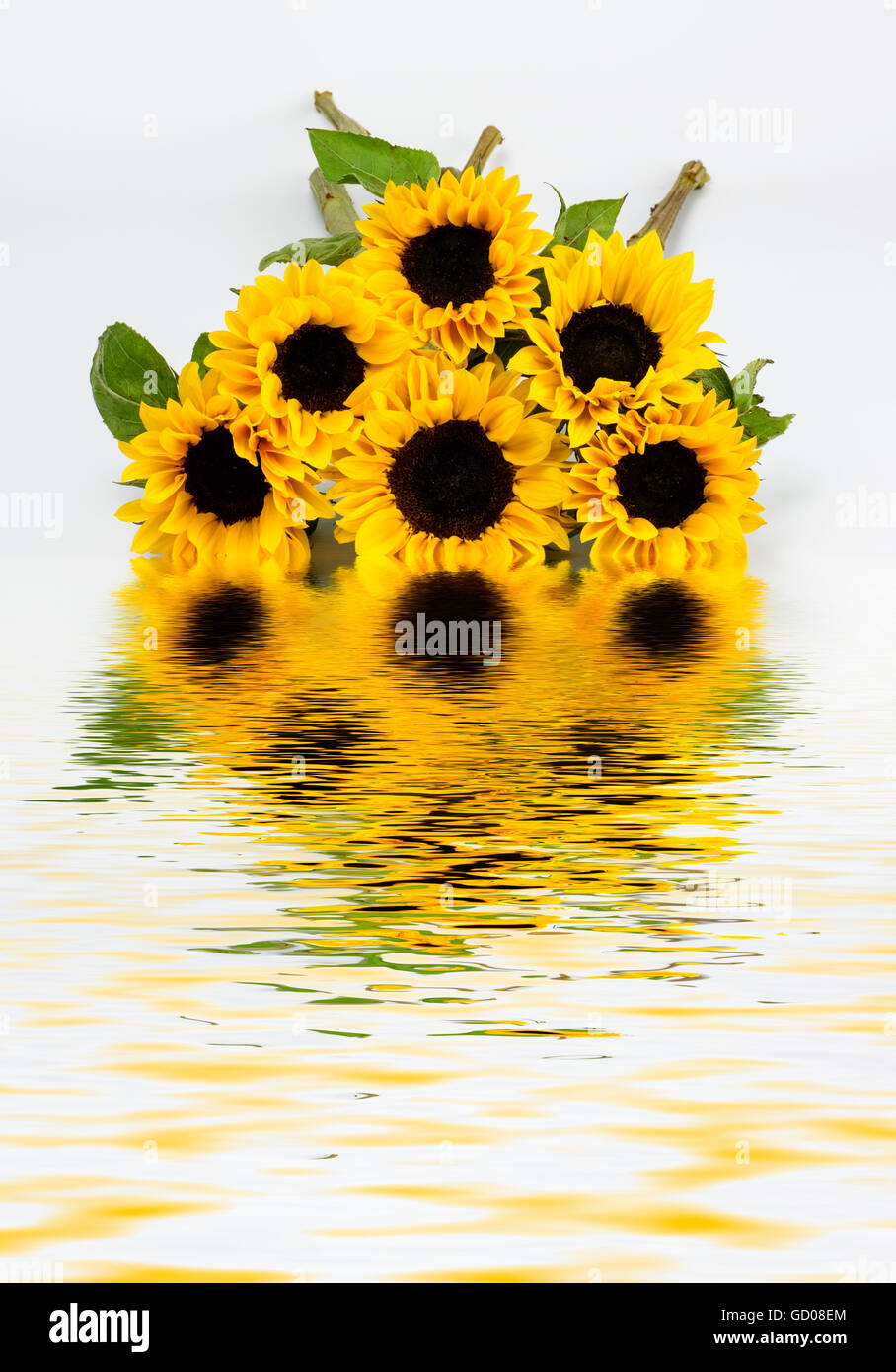 Digitally manipulated image of a bunch of cut Sunflowers reflecting in ...