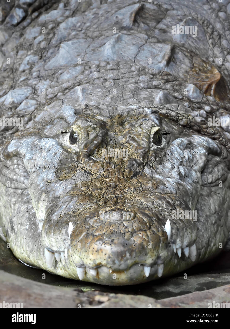 Closeup portrait of a Nile Crocodile seen from the front Stock Photo ...