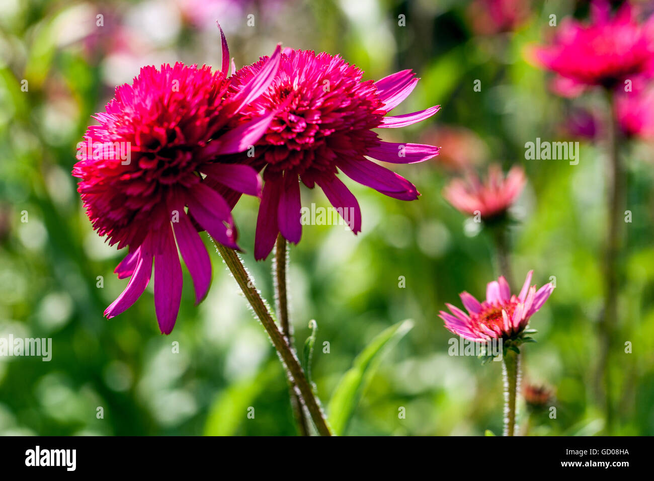 Southern belle High Resolution Stock Photography and Images - Alamy
