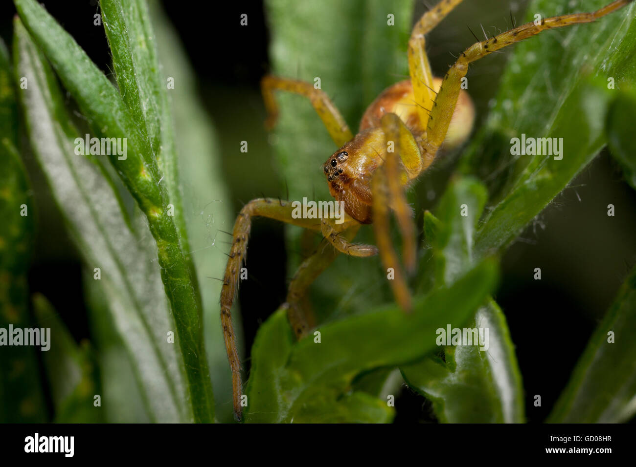 Beautiful spider hi-res stock photography and images - Alamy