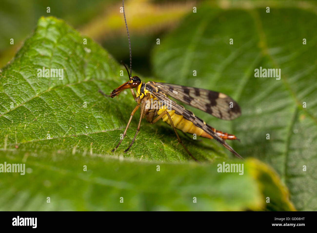 Beautiful beetle hi-res stock photography and images - Alamy