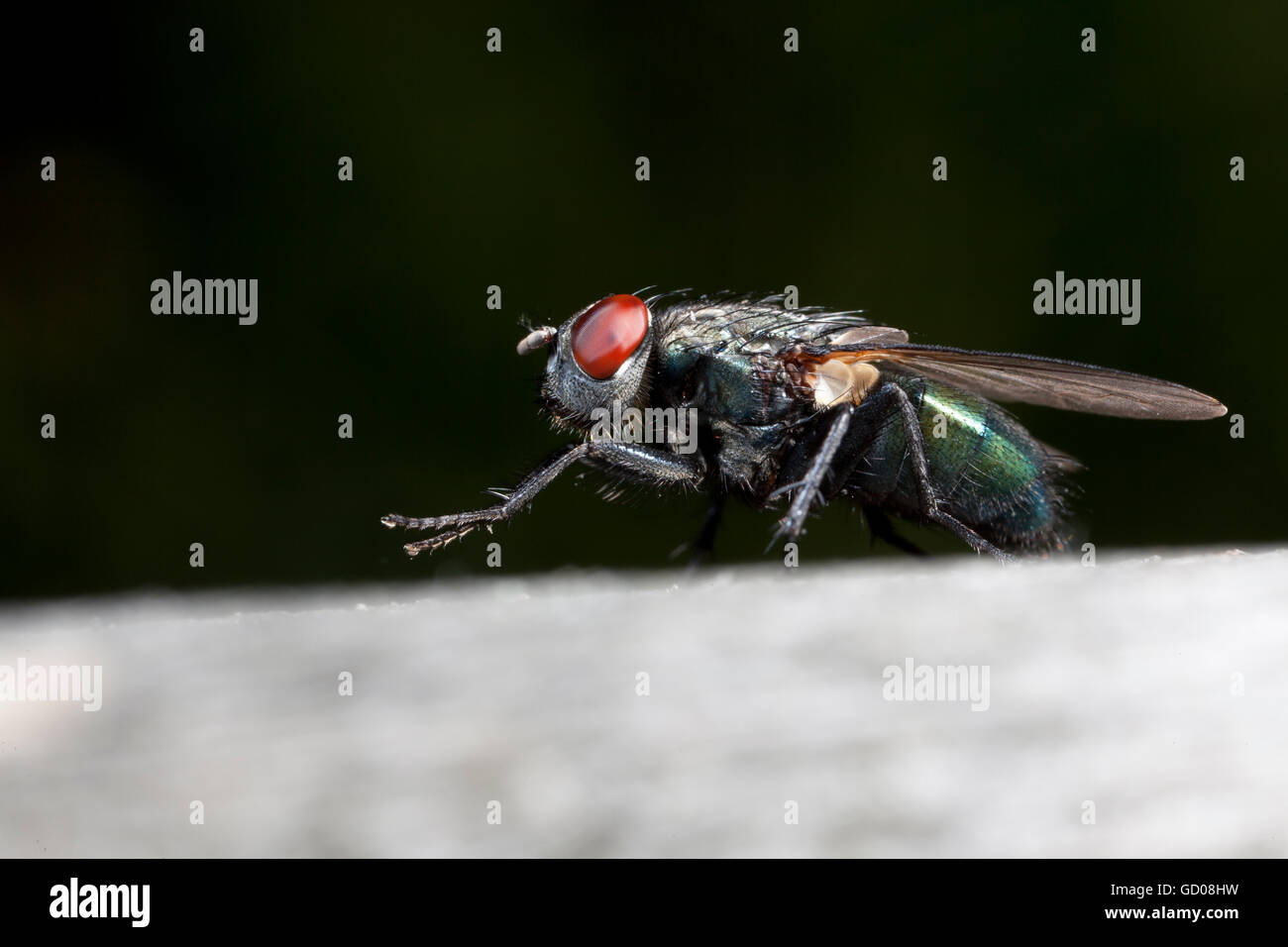 Fly eyes closeup hi-res stock photography and images - Alamy