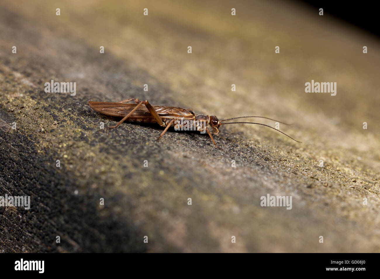 Close up of a beautiful beetle Stock Photo - Alamy