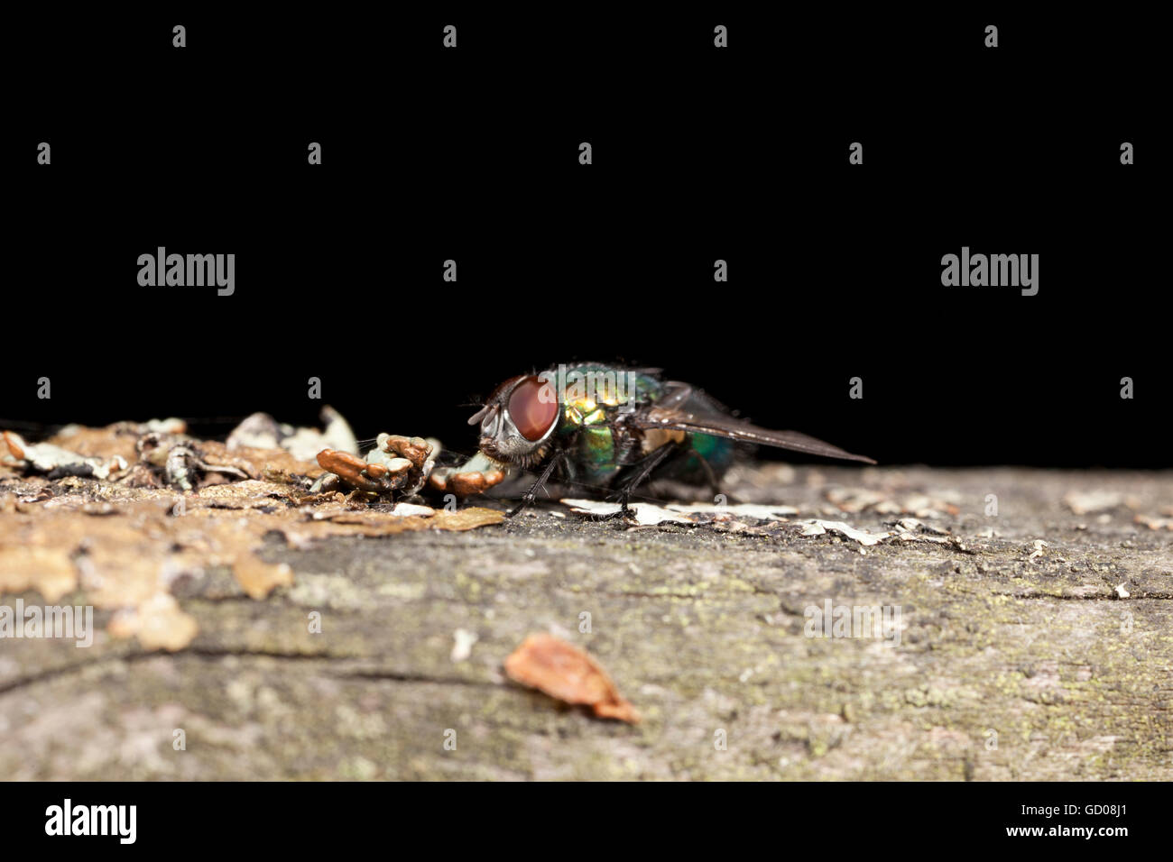 Fly with big eyes hi-res stock photography and images - Alamy