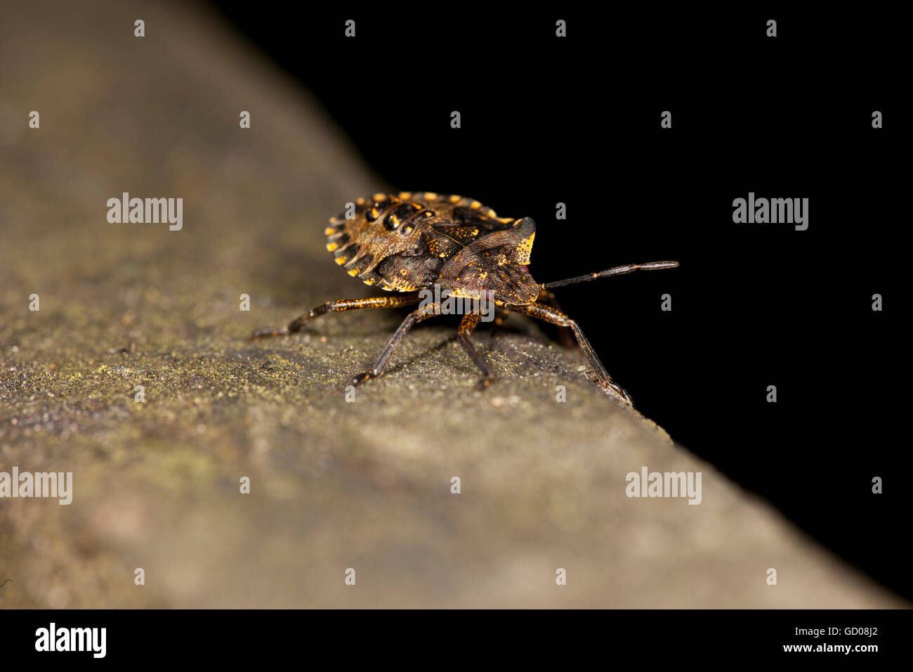 Beautiful beetle hi-res stock photography and images - Alamy