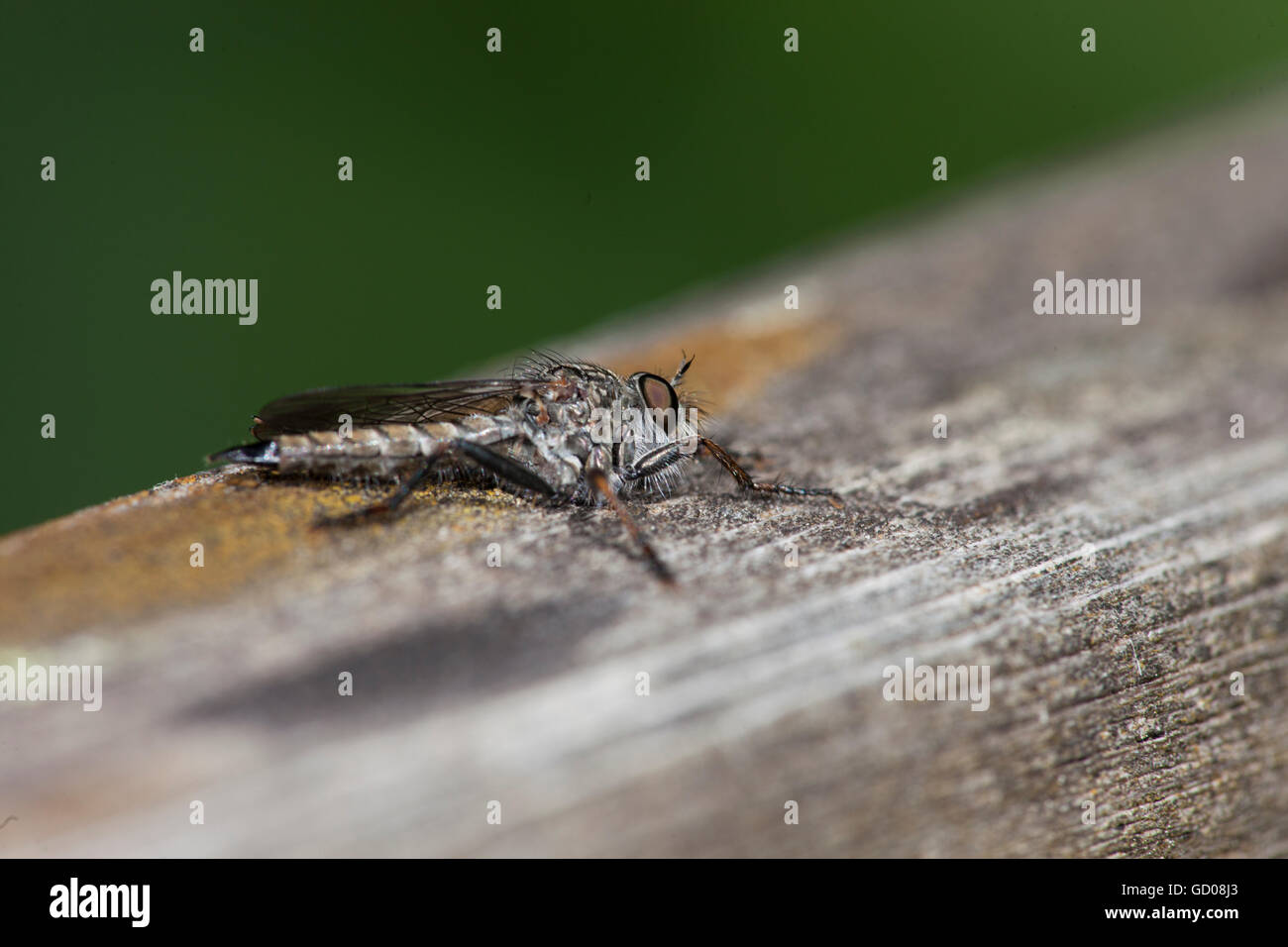 Beautiful fly hi-res stock photography and images - Alamy