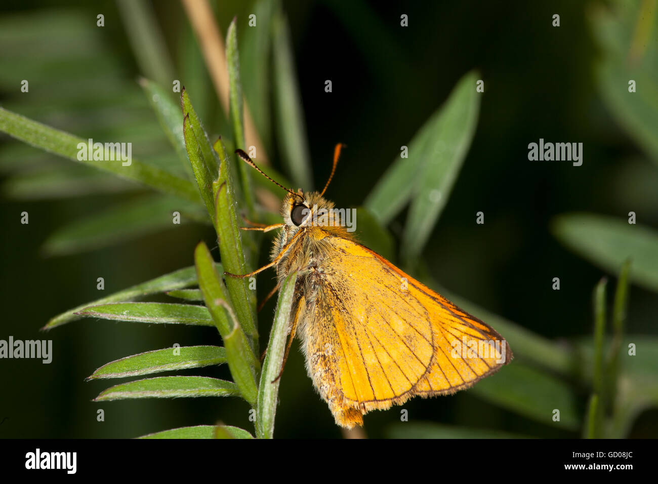 Close up butterfly hi-res stock photography and images - Alamy
