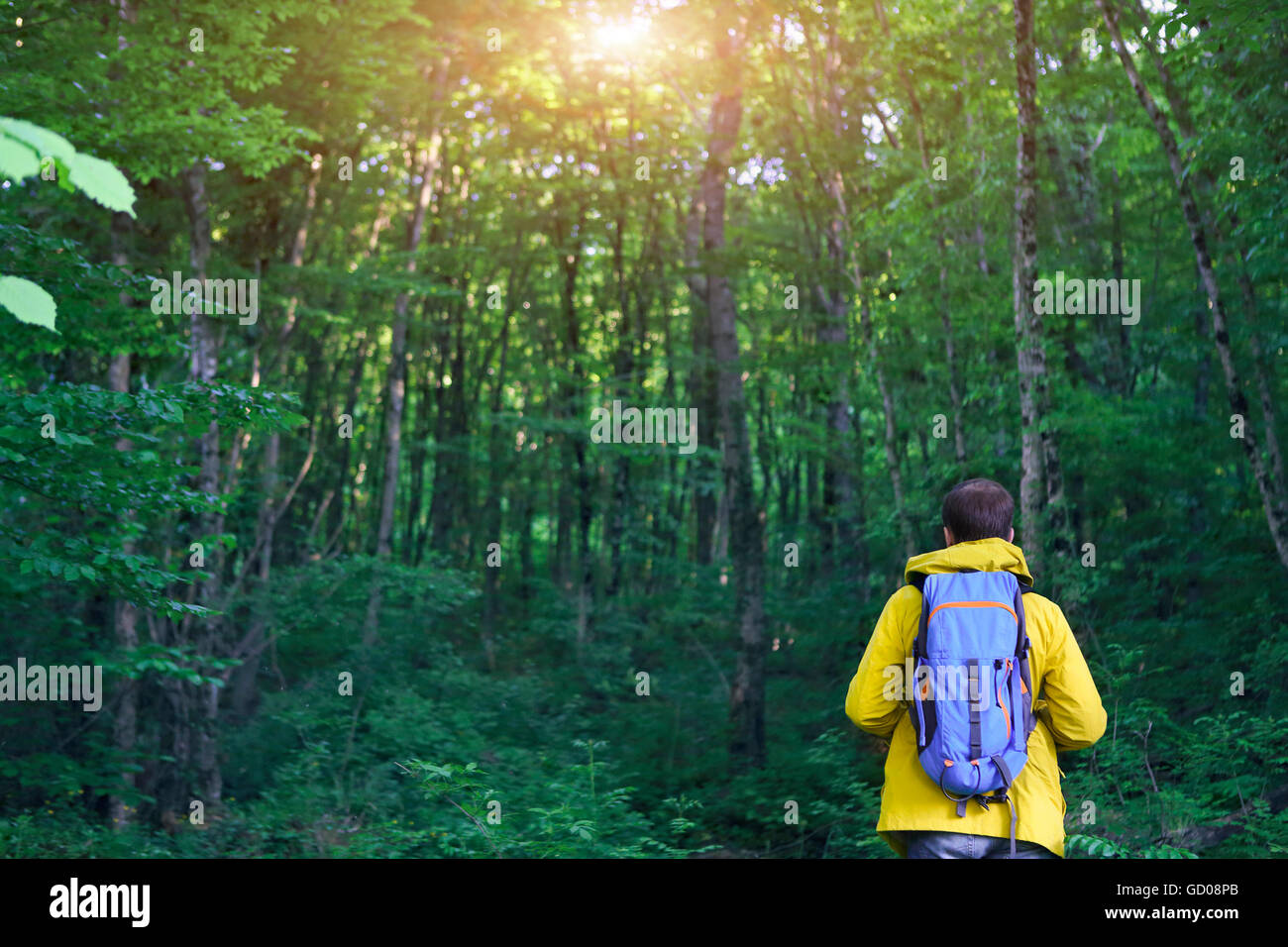 Rear view of man with backpack hiking in deep forest Stock Photo - Alamy