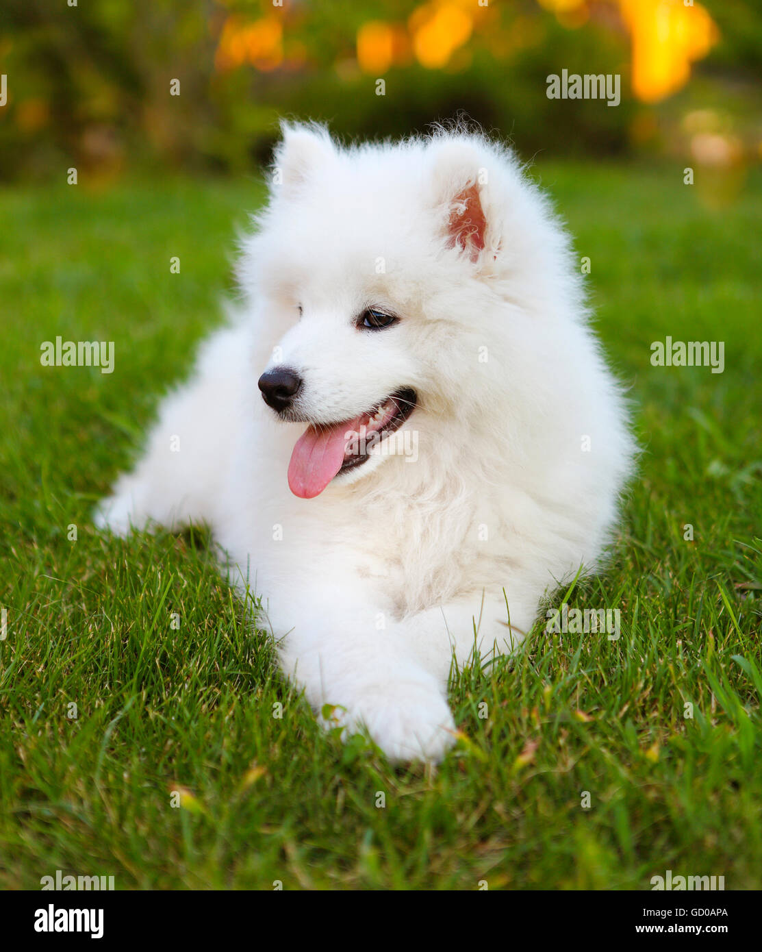 Funny Samoyed puppy in the summer garden on the green grass Stock Photo ...