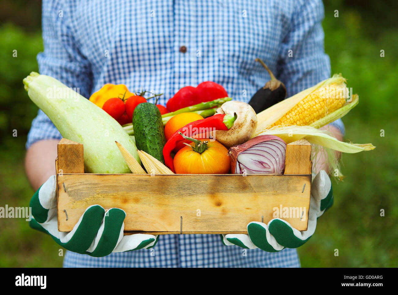 Farmer man holding wooden box filled fresh vegetables wearing gloves ...
